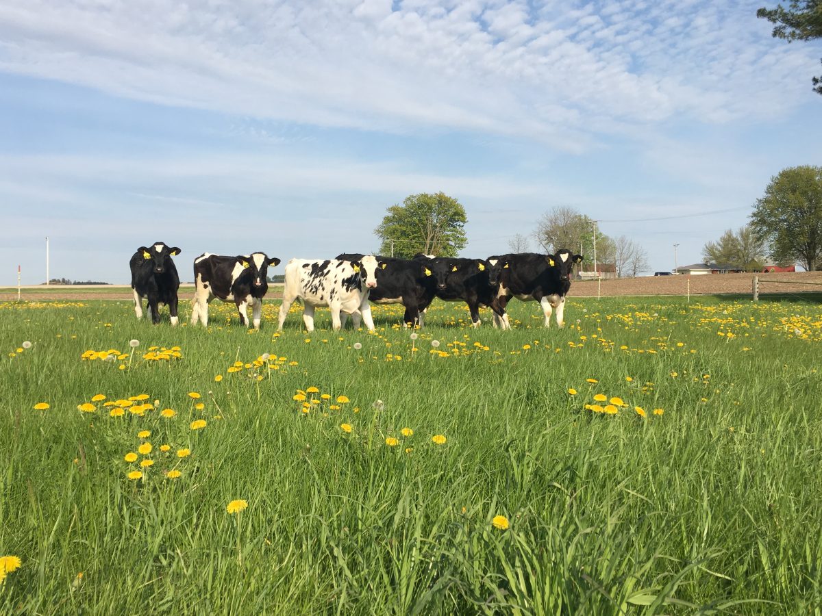 Rotational Grazing – Wisconsin Integrated Cropping Systems Trial