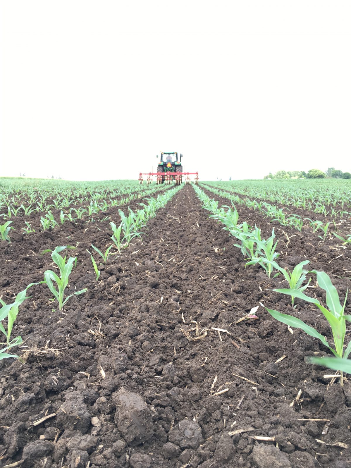 Continuous corn – Wisconsin Integrated Cropping Systems Trial