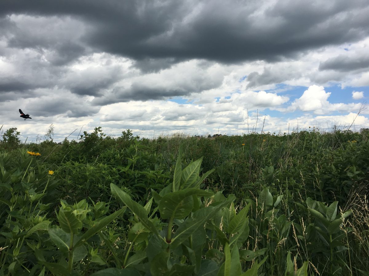 Low Diversity Prairie – Wisconsin Integrated Cropping Systems Trial