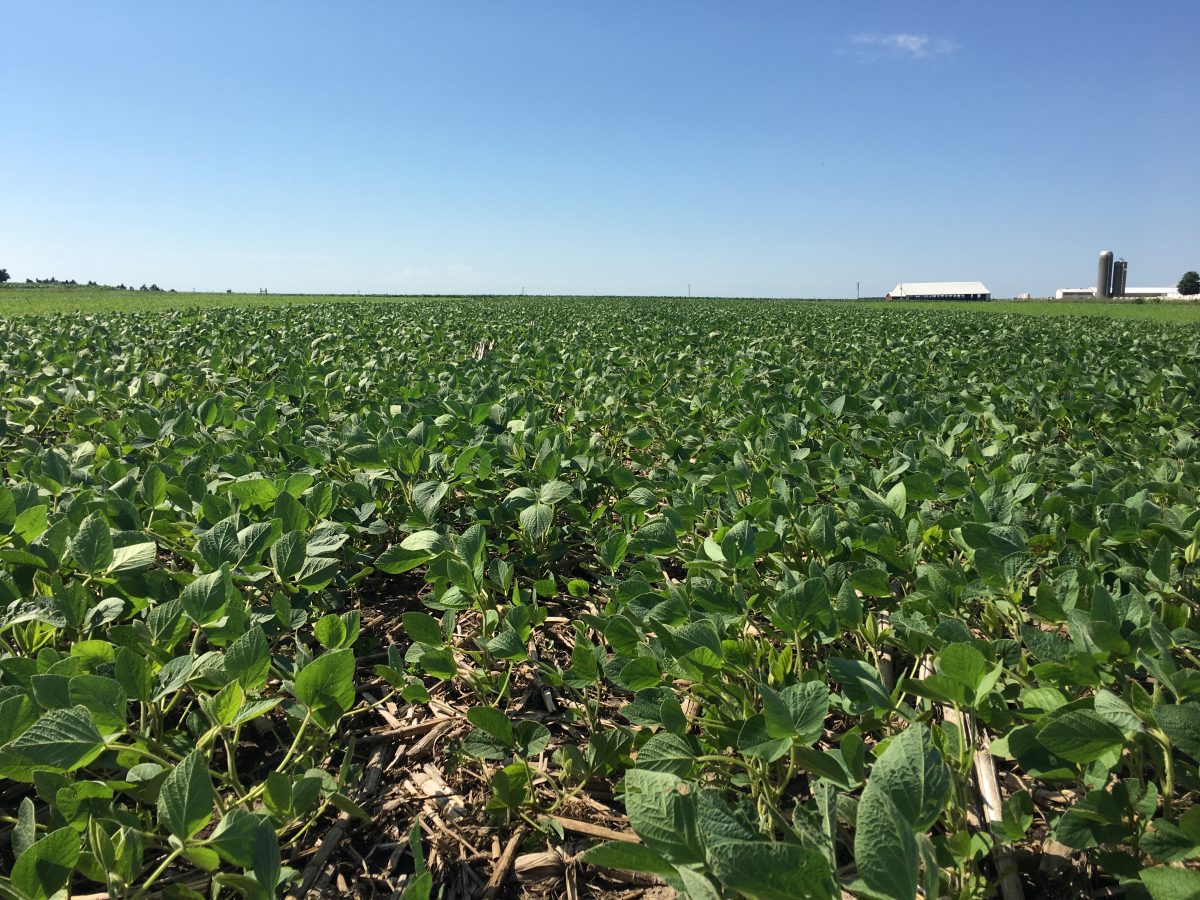 Min. Till Corn-Soybeans – Wisconsin Integrated Cropping Systems Trial