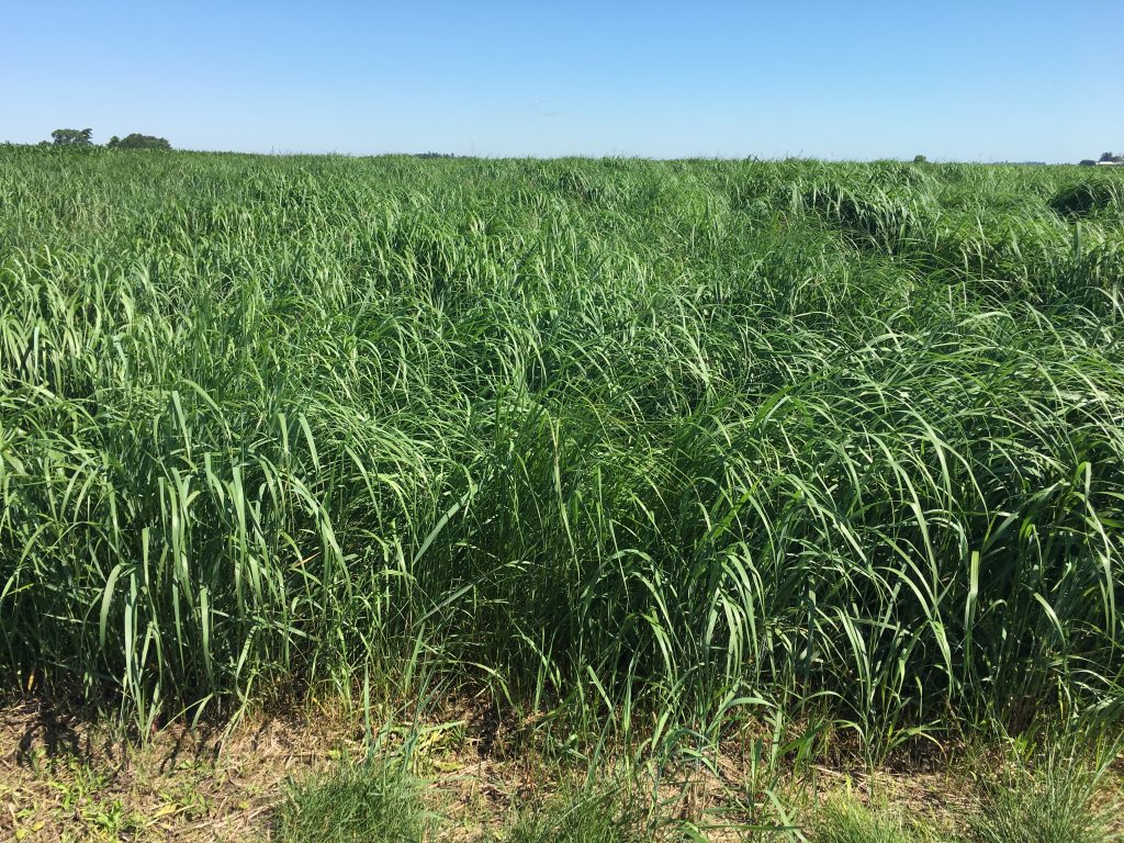 Switchgrass – Wisconsin Integrated Cropping Systems Trial