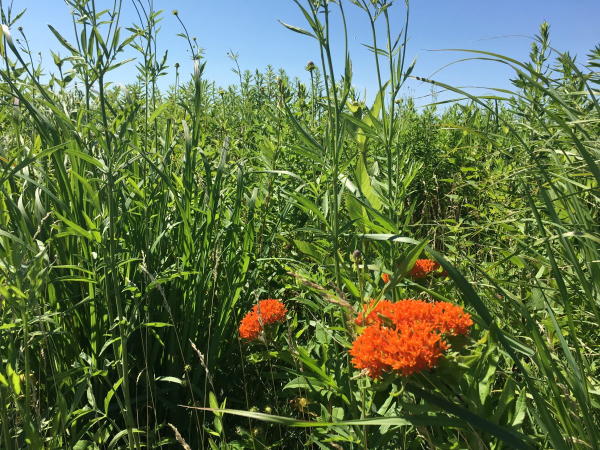 High Diversity Prairie – Wisconsin Integrated Cropping Systems Trial