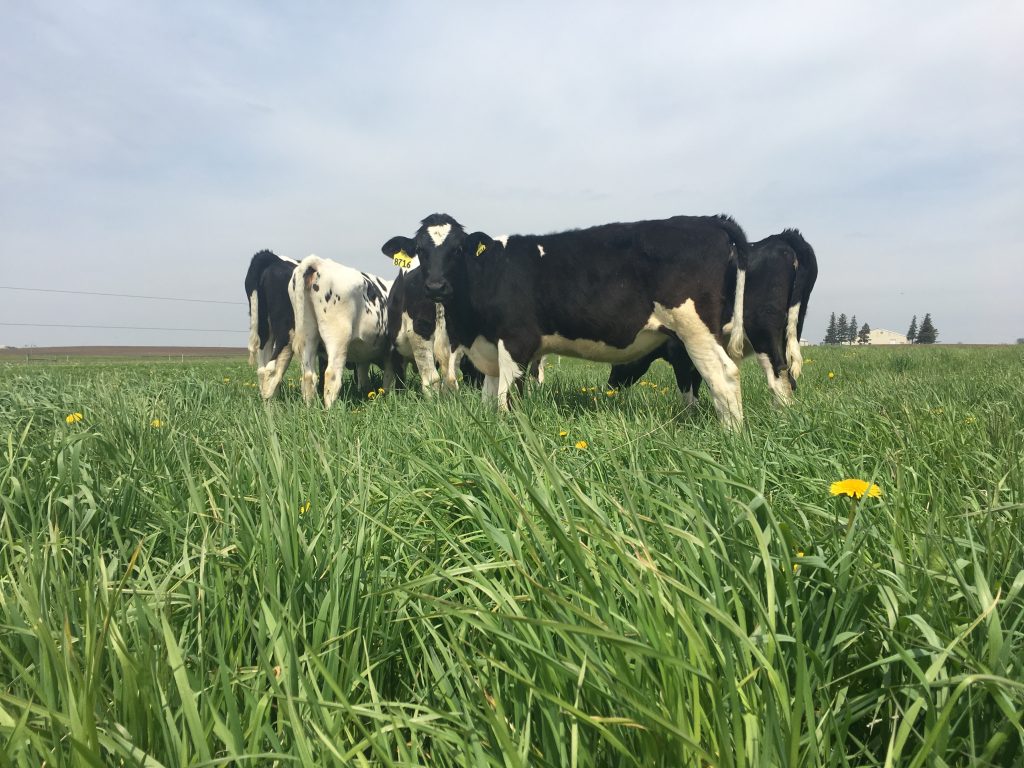 Rotational Grazing – Wisconsin Integrated Cropping Systems Trial